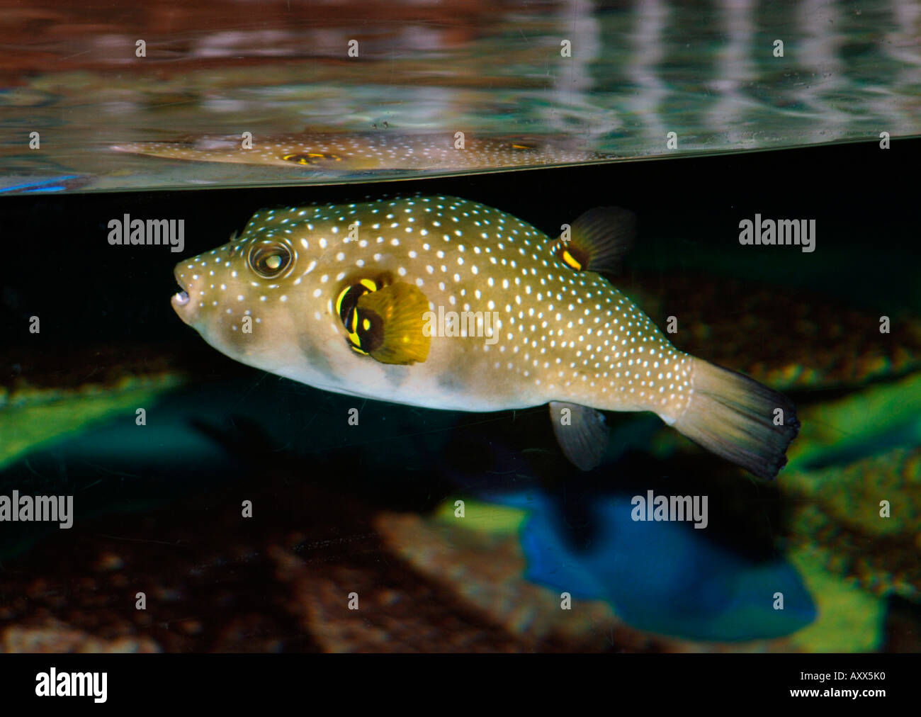 Puffer fish design hi-res stock photography and images - Alamy