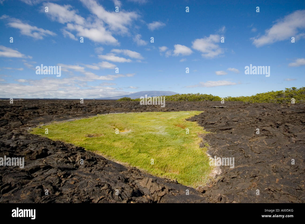 A sunken or collapse pit crater traps water in lava field Stock Photo ...