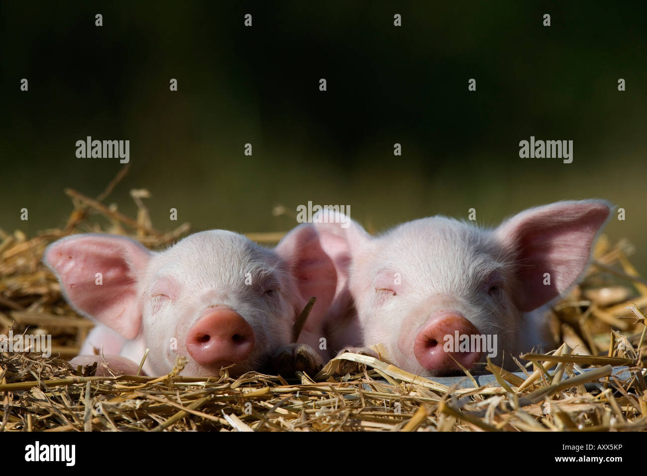 Domestic Pig, Huellhorst, Germany Stock Photo - Alamy