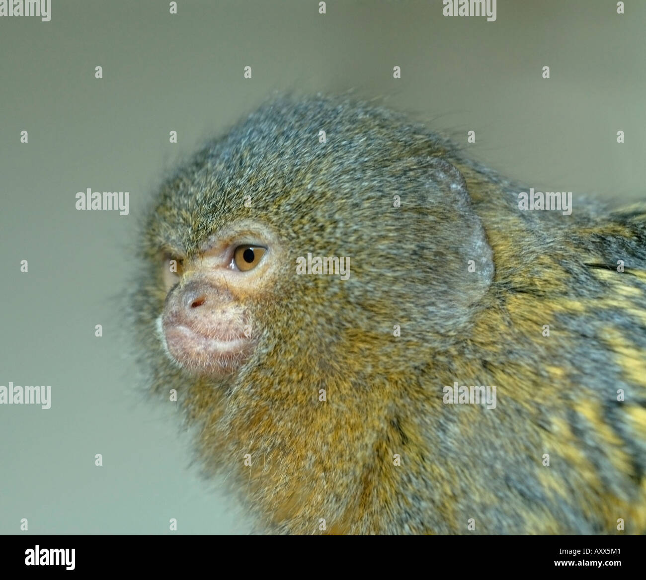 Close up pygmy marmoset hi-res stock photography and images - Alamy