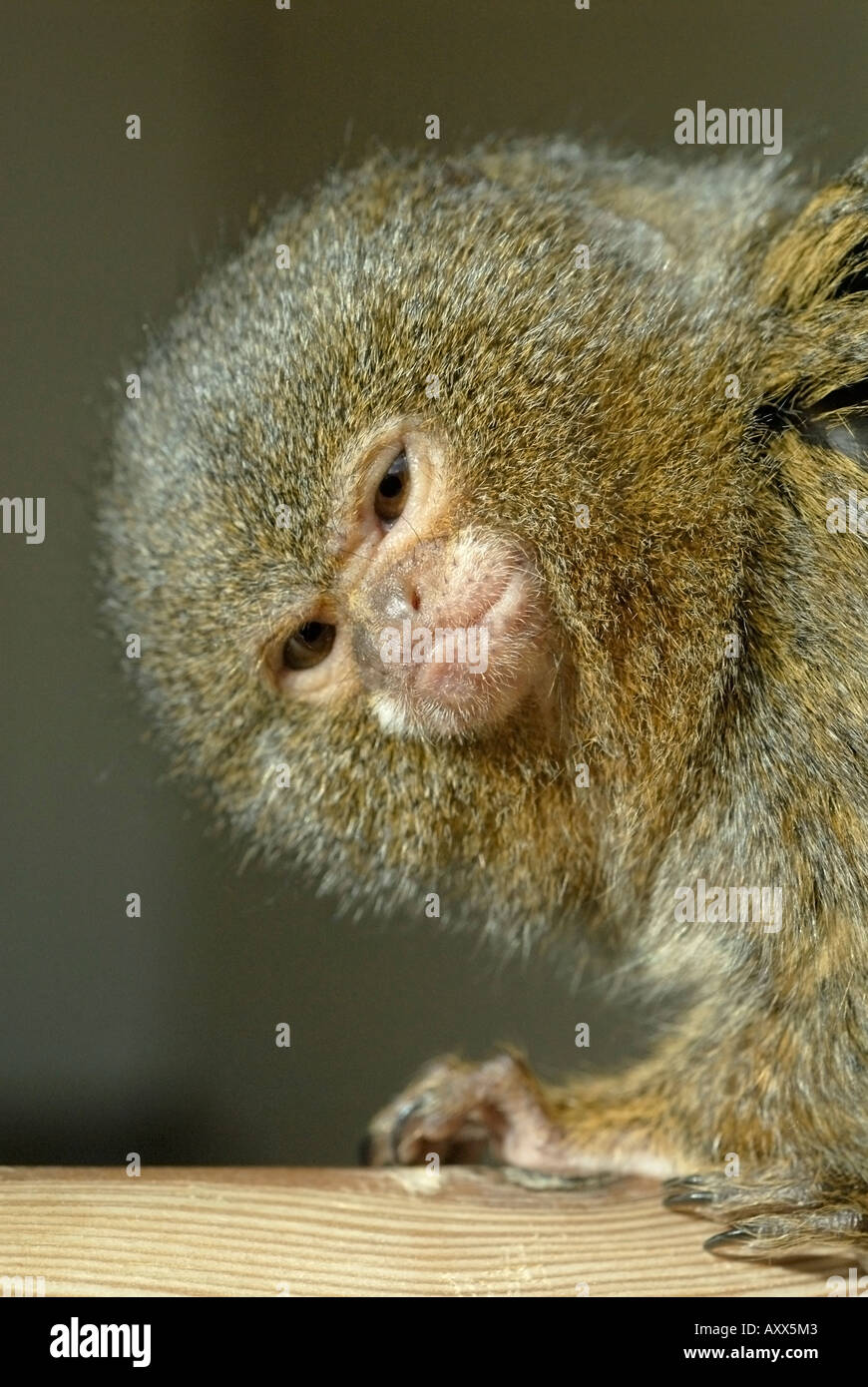 Pygmy monkey hi-res stock photography and images - Alamy