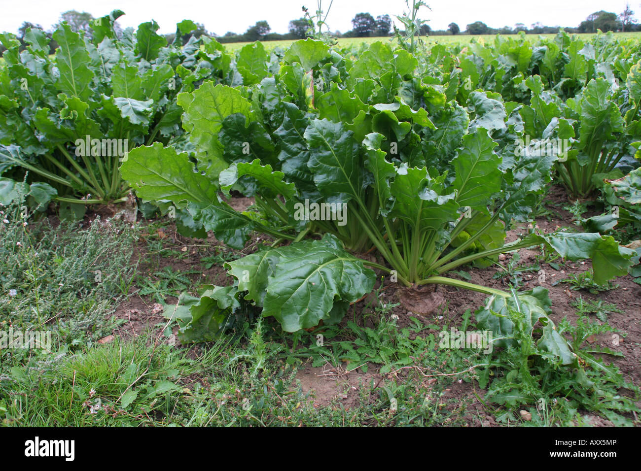 Sugar beet field hi-res stock photography and images - Alamy