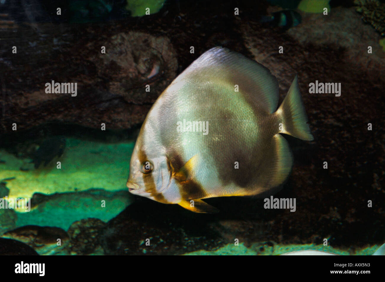 Variety of fish species hi-res stock photography and images - Alamy