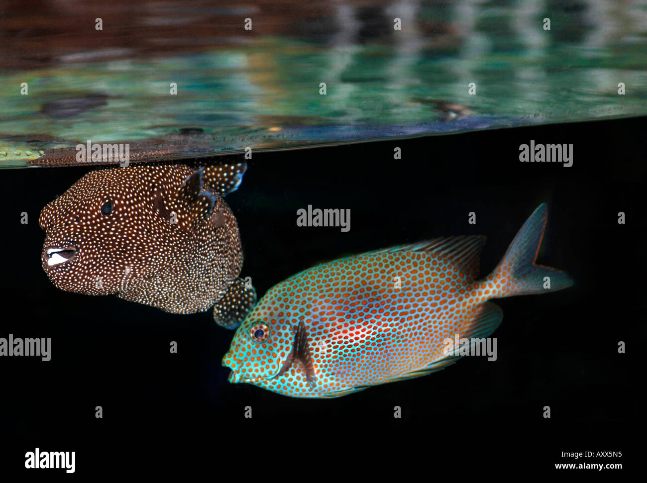 Spotted Box & Spotted Rabbit Fish Stock Photo - Alamy