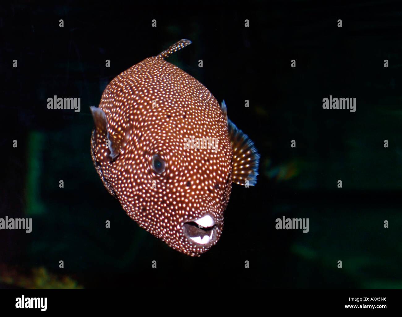 Boxfish species hi-res stock photography and images - Alamy