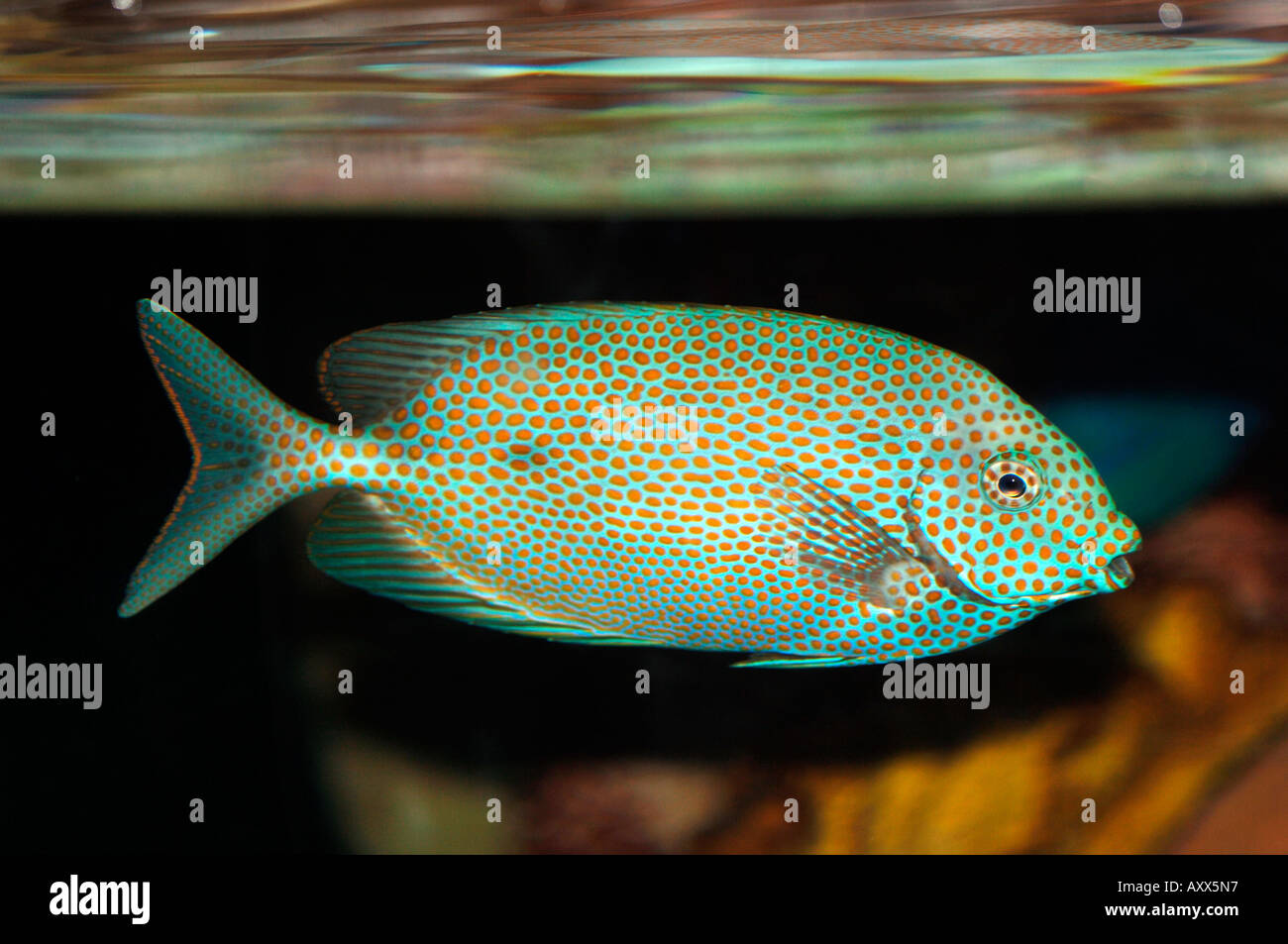 Spotted rabbit fish hi-res stock photography and images - Alamy