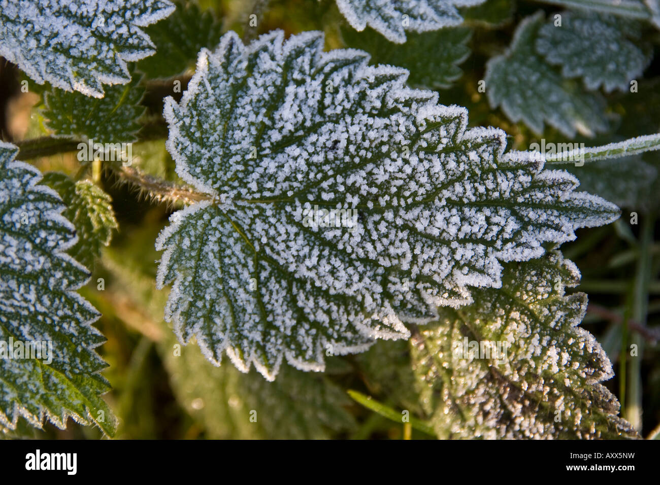 Frost winter frozen nettle hi-res stock photography and images - Alamy