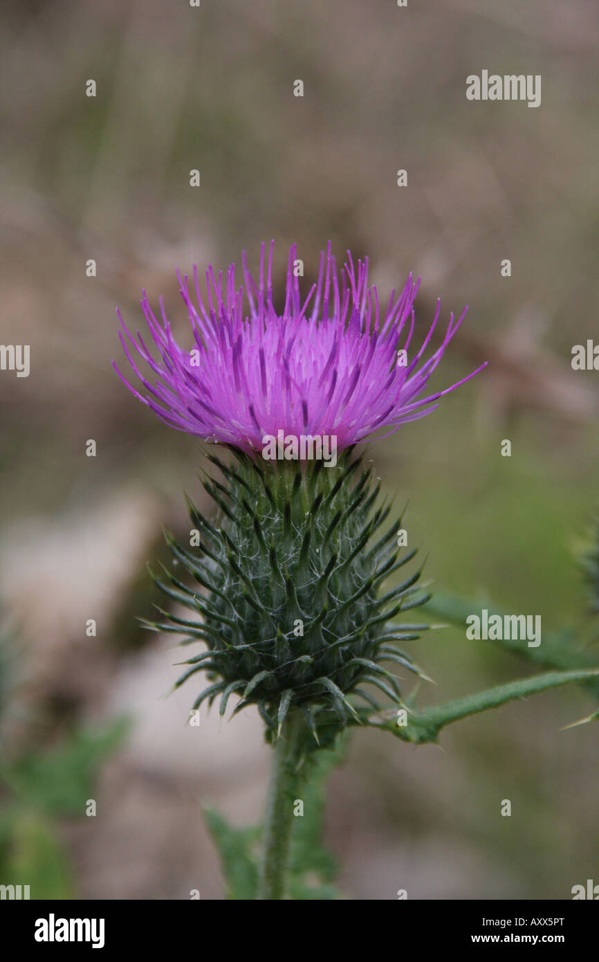 Spear thistle flower head hi-res stock photography and images - Alamy