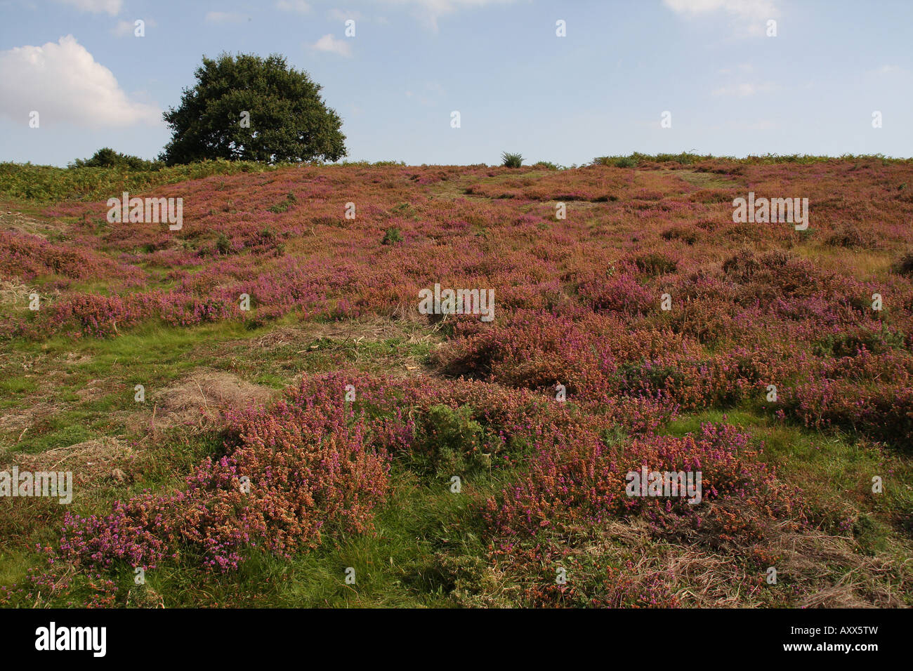 Suffolk wildlife trusts hi-res stock photography and images - Alamy