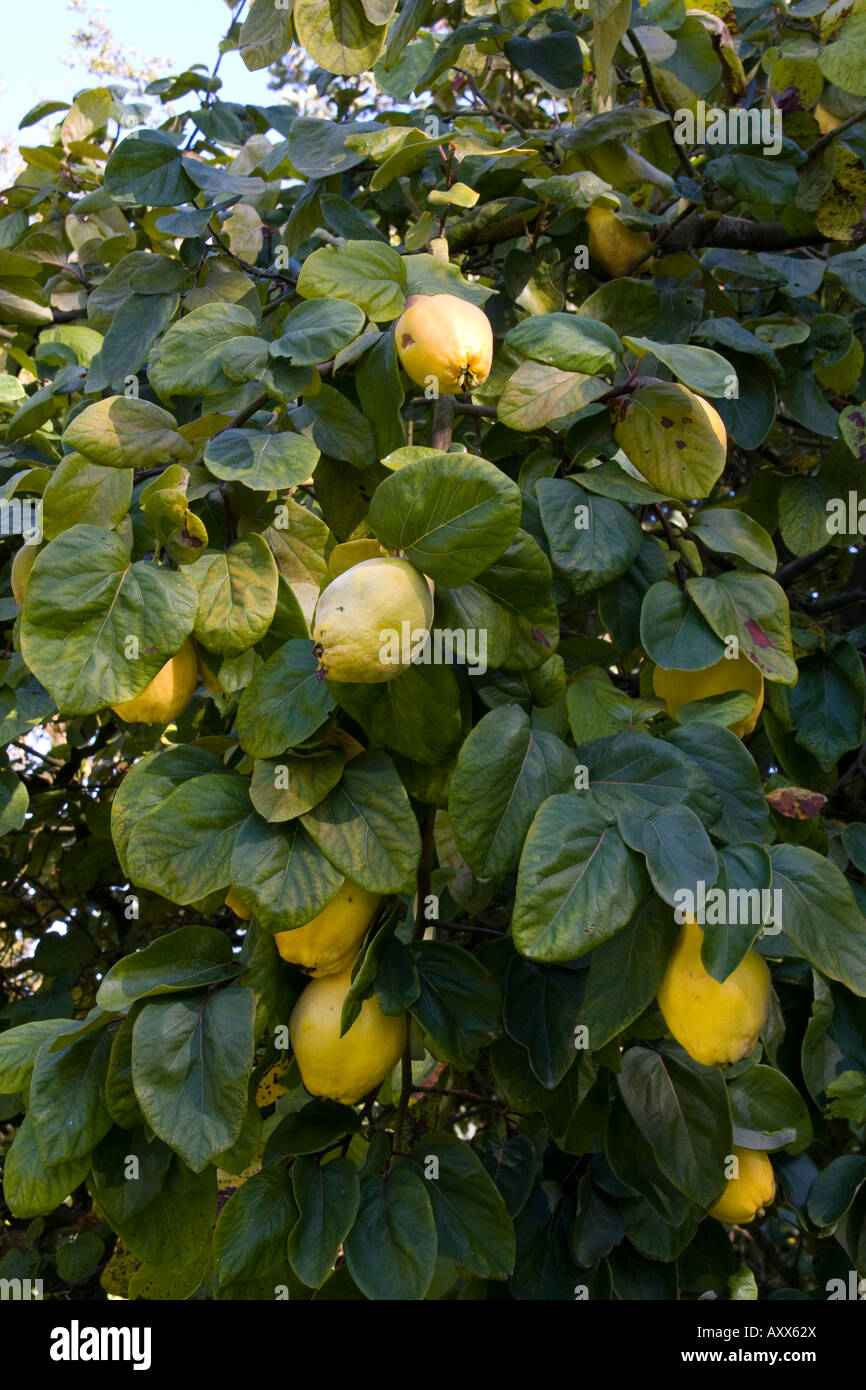 Fruit of the Quince tree Stock Photo - Alamy