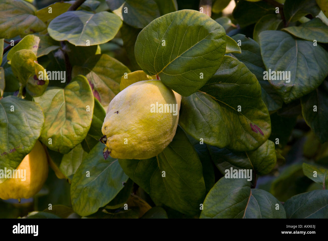 Fruit of the quince tree Stock Photo - Alamy