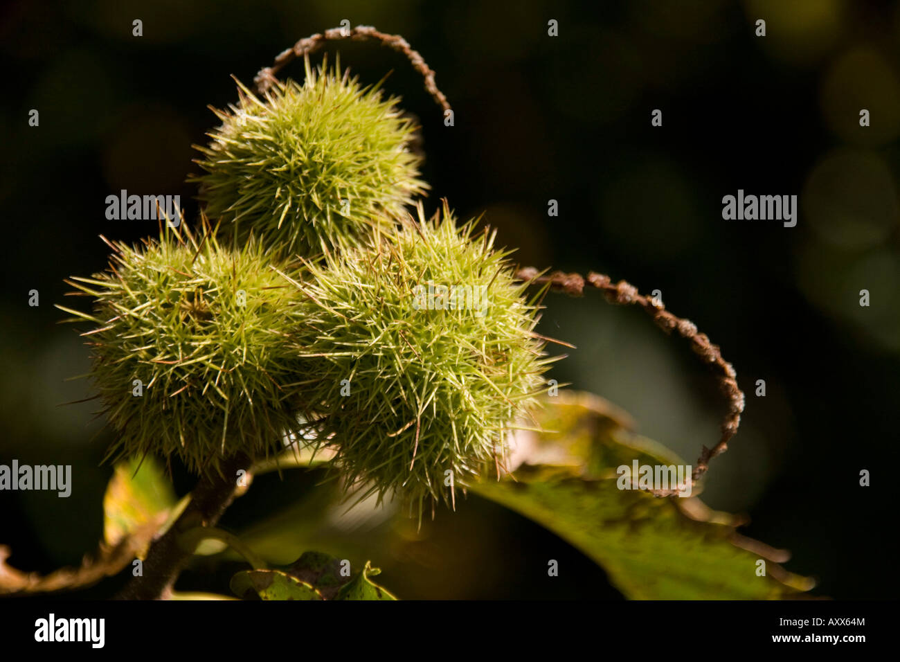fruit of the sweet chestnut tree Stock Photo - Alamy