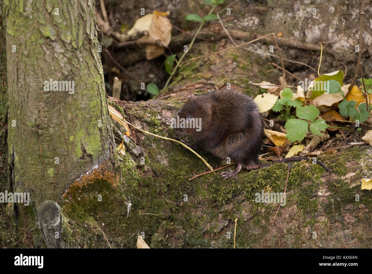 Volw hi-res stock photography and images - Alamy