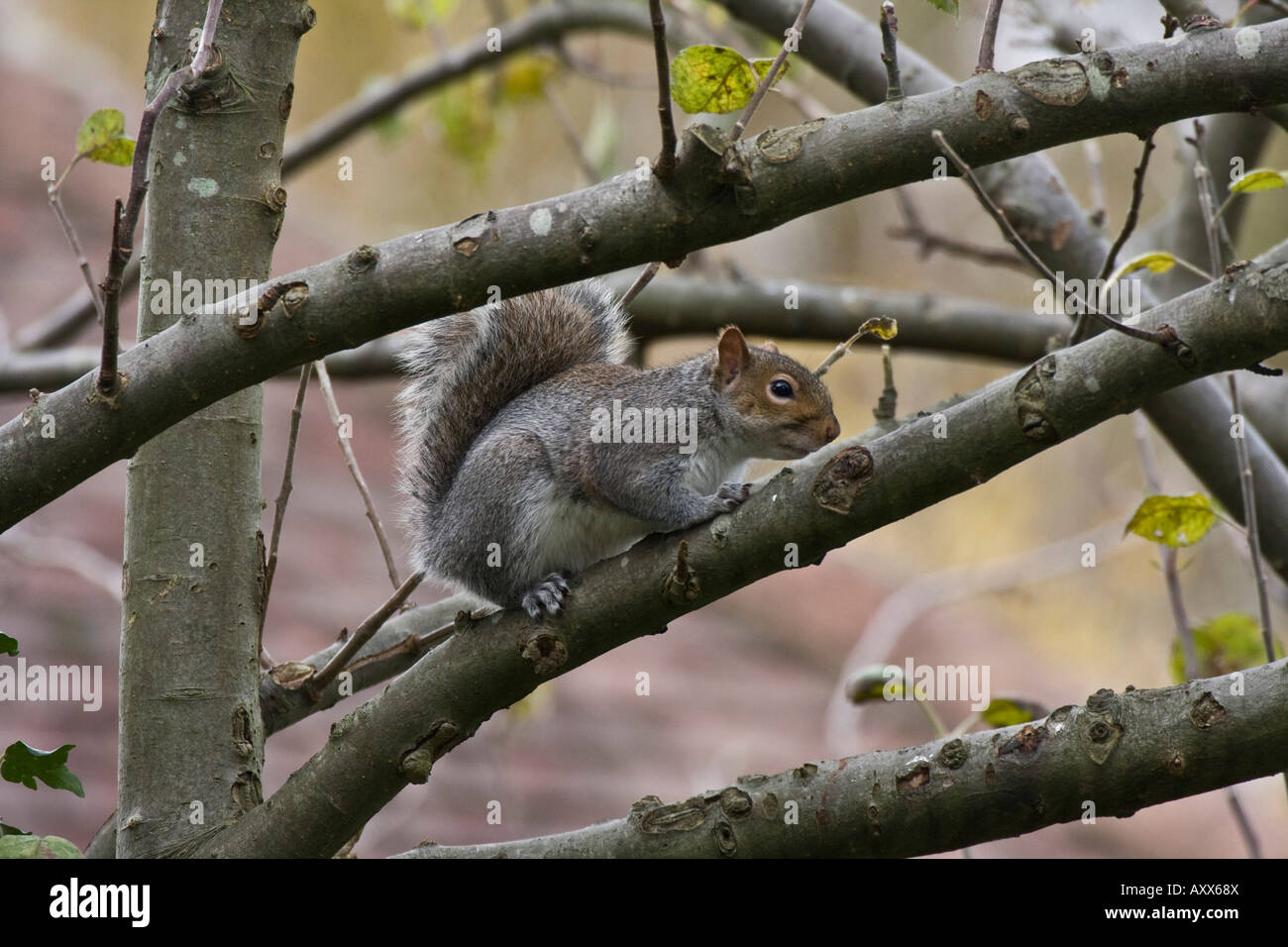 Grey squirrel tree hi-res stock photography and images - Alamy
