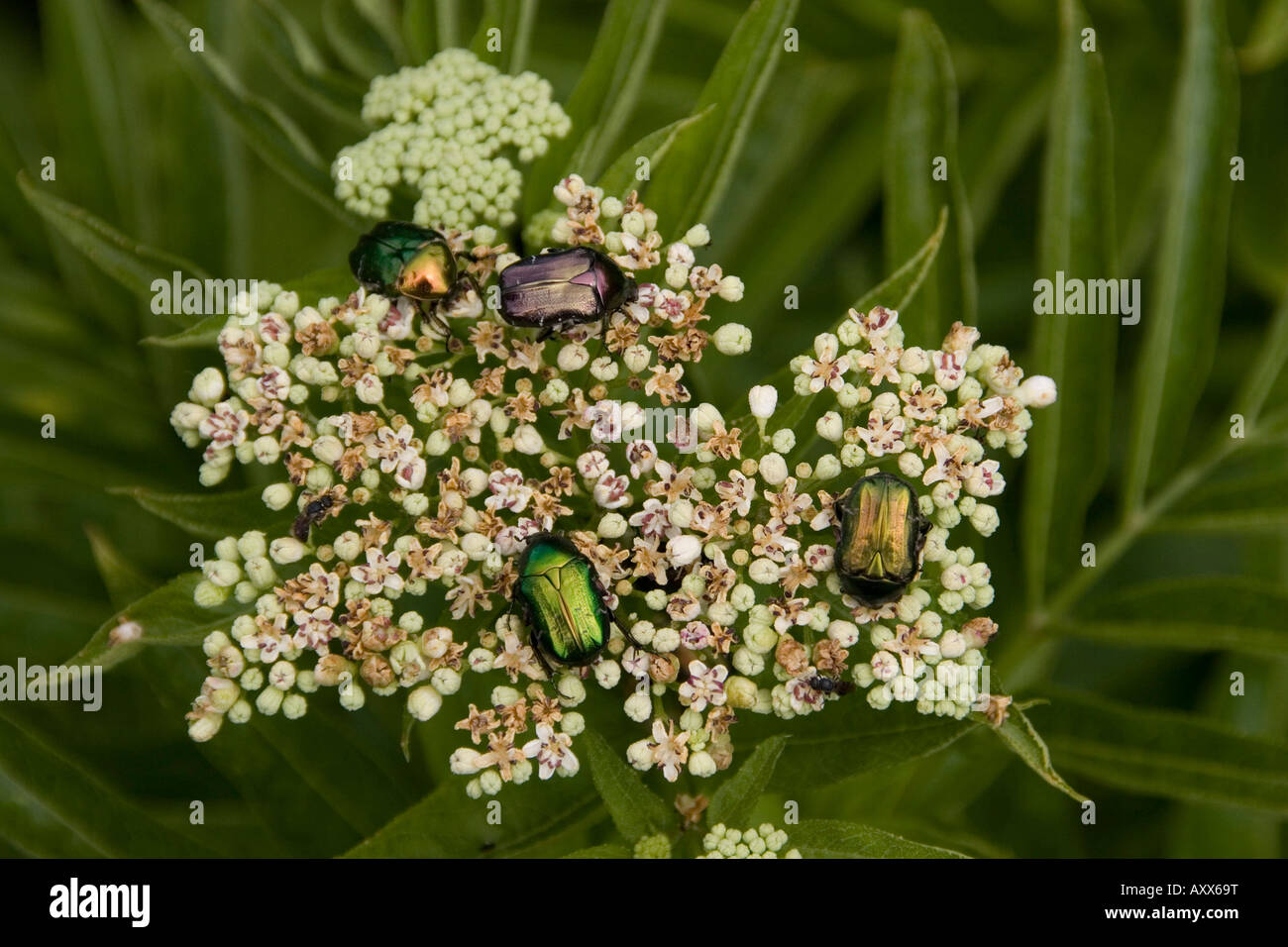 Rose chafer beetles on Dwarf Elder flower Stock Photo - Alamy