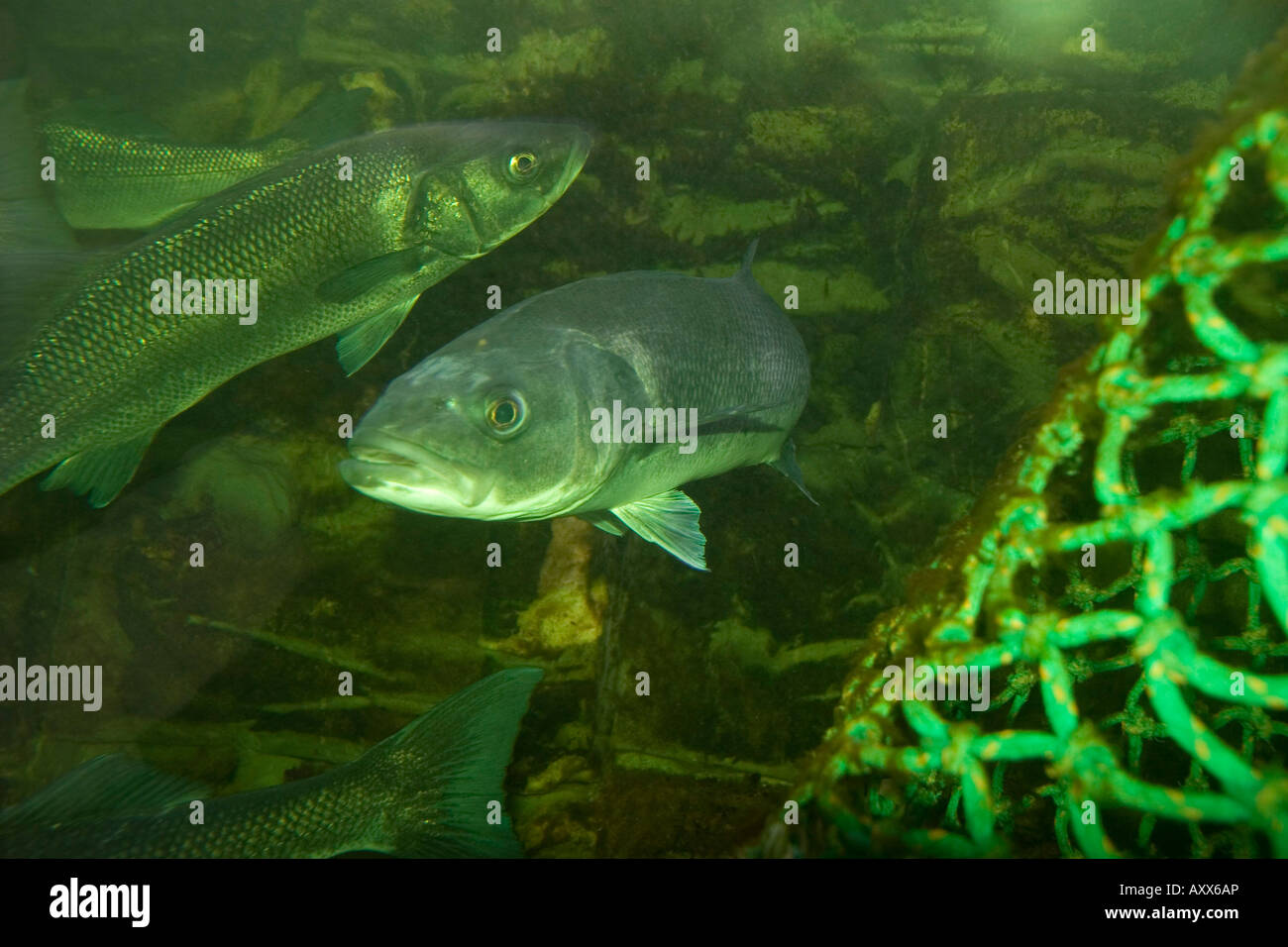 Bass fish net hi-res stock photography and images - Alamy