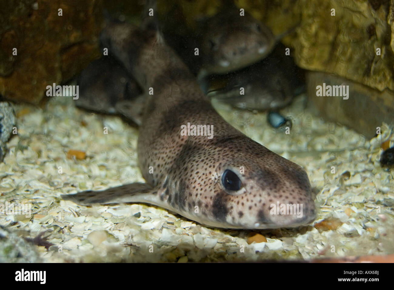 Lesser spotted Dogfish Stock Photo - Alamy