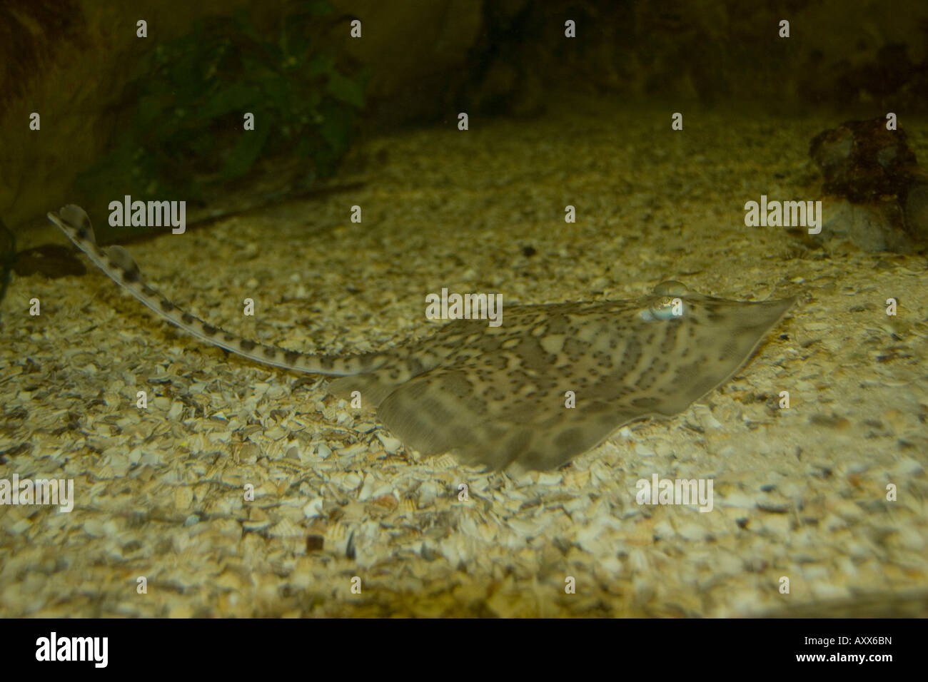 Thornback Ray Fish Raja Clavata Stock Photos & Thornback Ray Fish Raja ...
