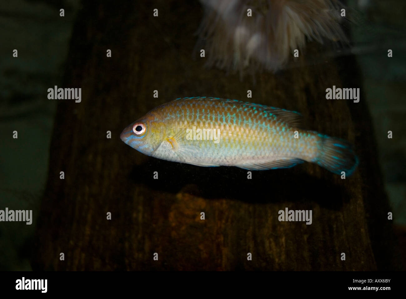 Rock Cook a sea fish Stock Photo - Alamy