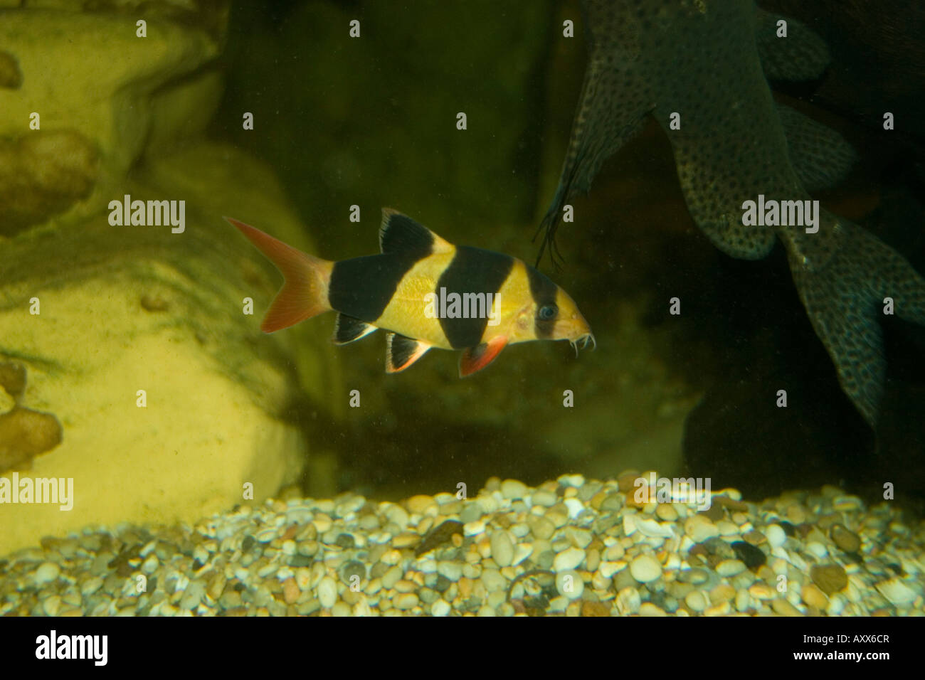 Clown loach fish hi-res stock photography and images - Alamy