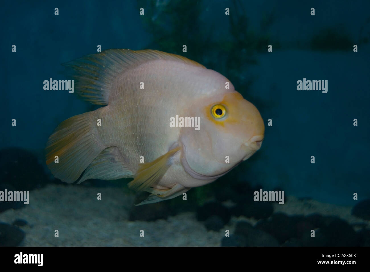 Red parrot fish infertile hybrid hi-res stock photography and images ...