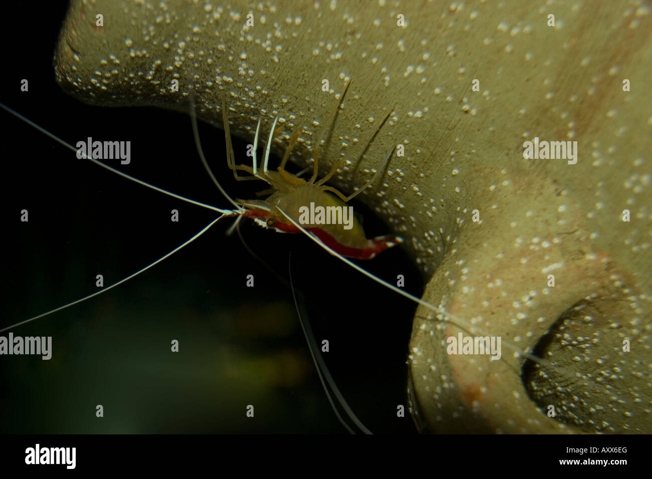 Jacques or Cleaner Shrimp Stock Photo - Alamy