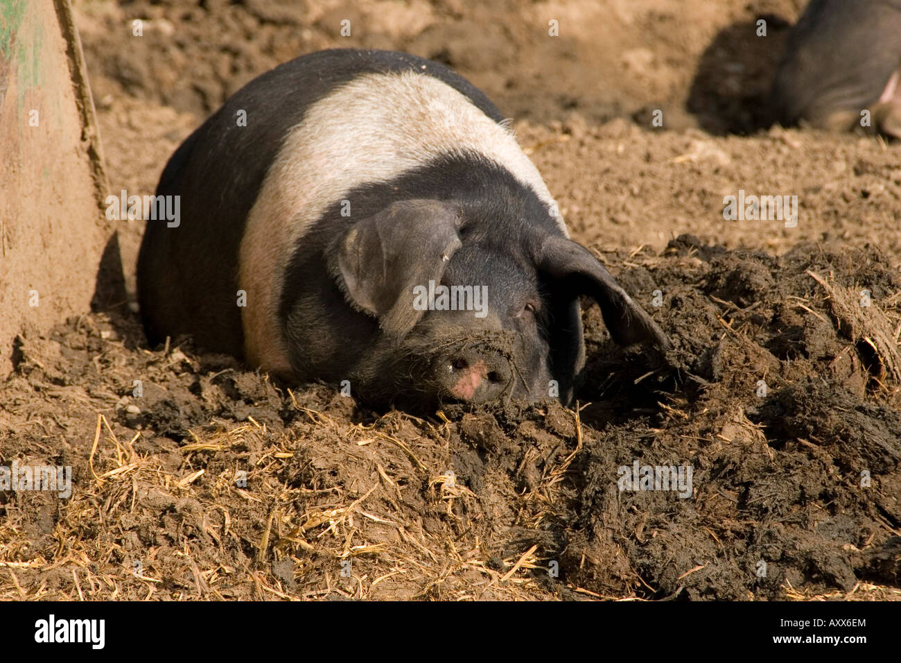 Essex pig hi-res stock photography and images - Alamy