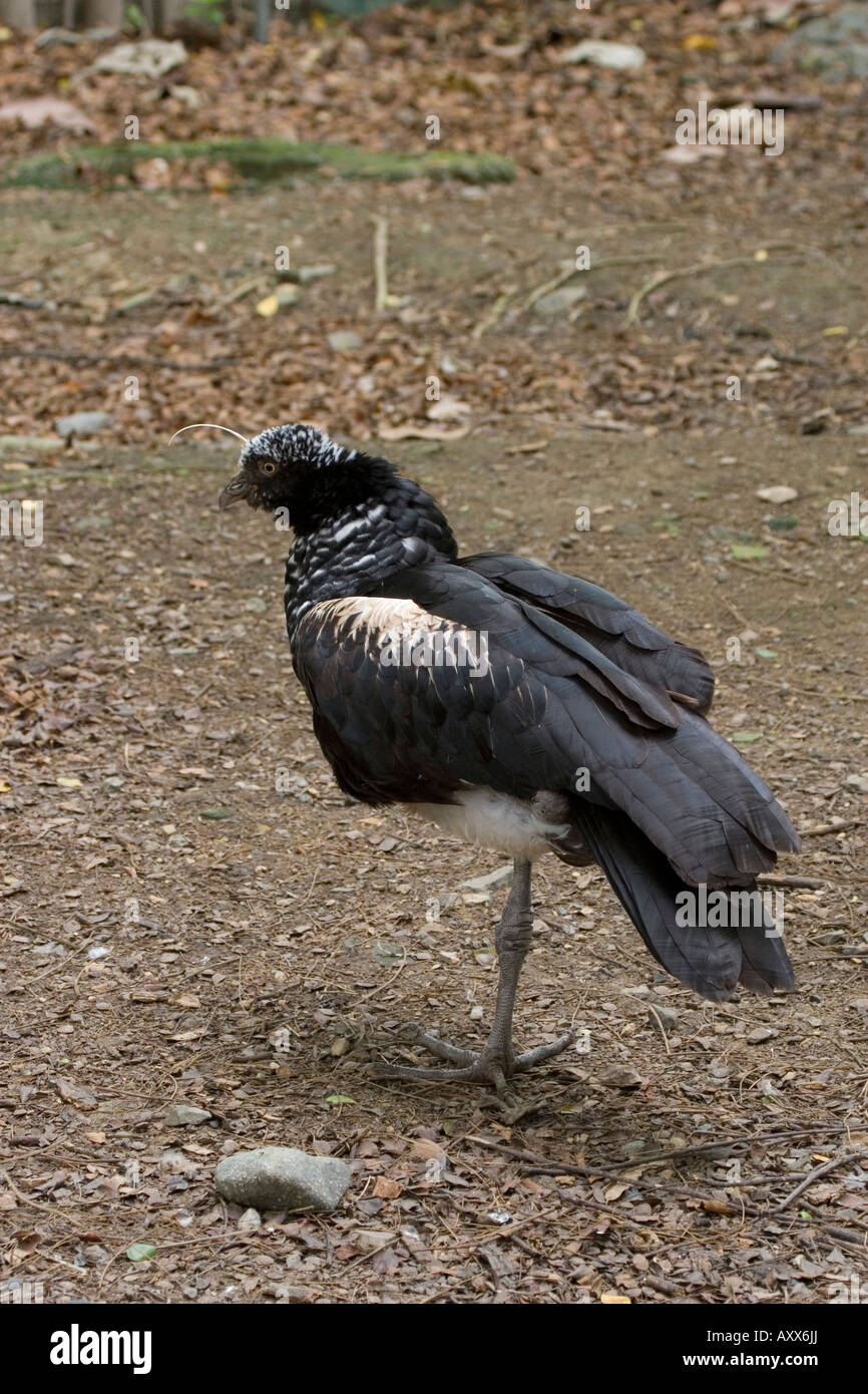 Horned screamer (anhima cornuta) hi-res stock photography and images ...