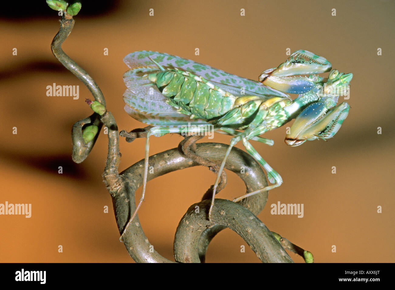 Thistle Mantis, Devils Flower Mantis (Blepharopsis mendica), threat ...