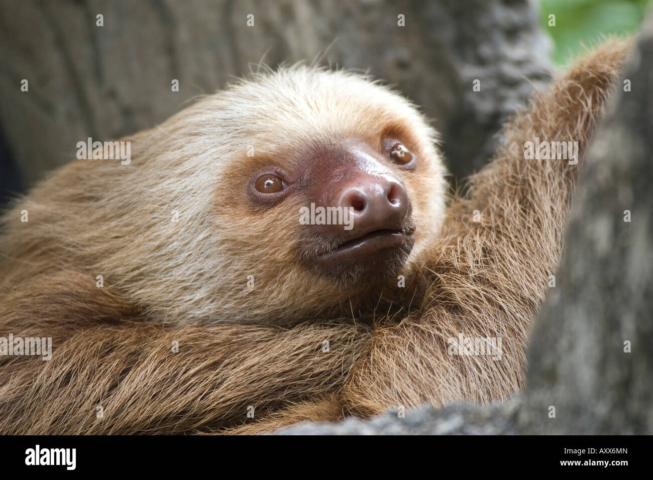 Hoffmann s two toed Sloth Choloepus hoffmanni Stock Photo - Alamy