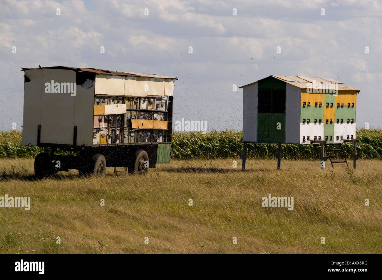 Mobile bee hives used for the pollination of flowering crops like maze ...