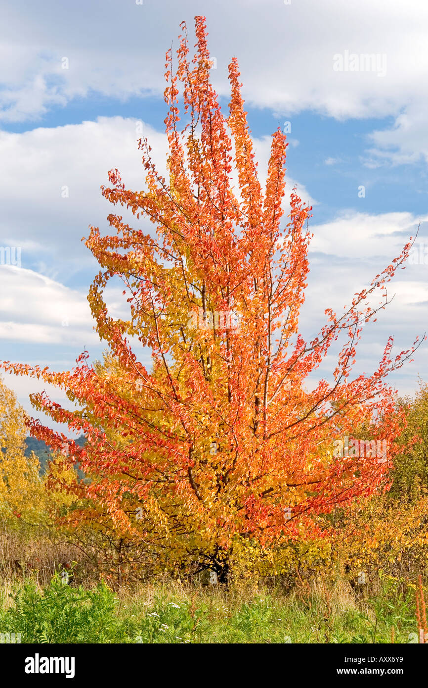 Pear tree turning red in autumn Pirus communis Stock Photo - Alamy