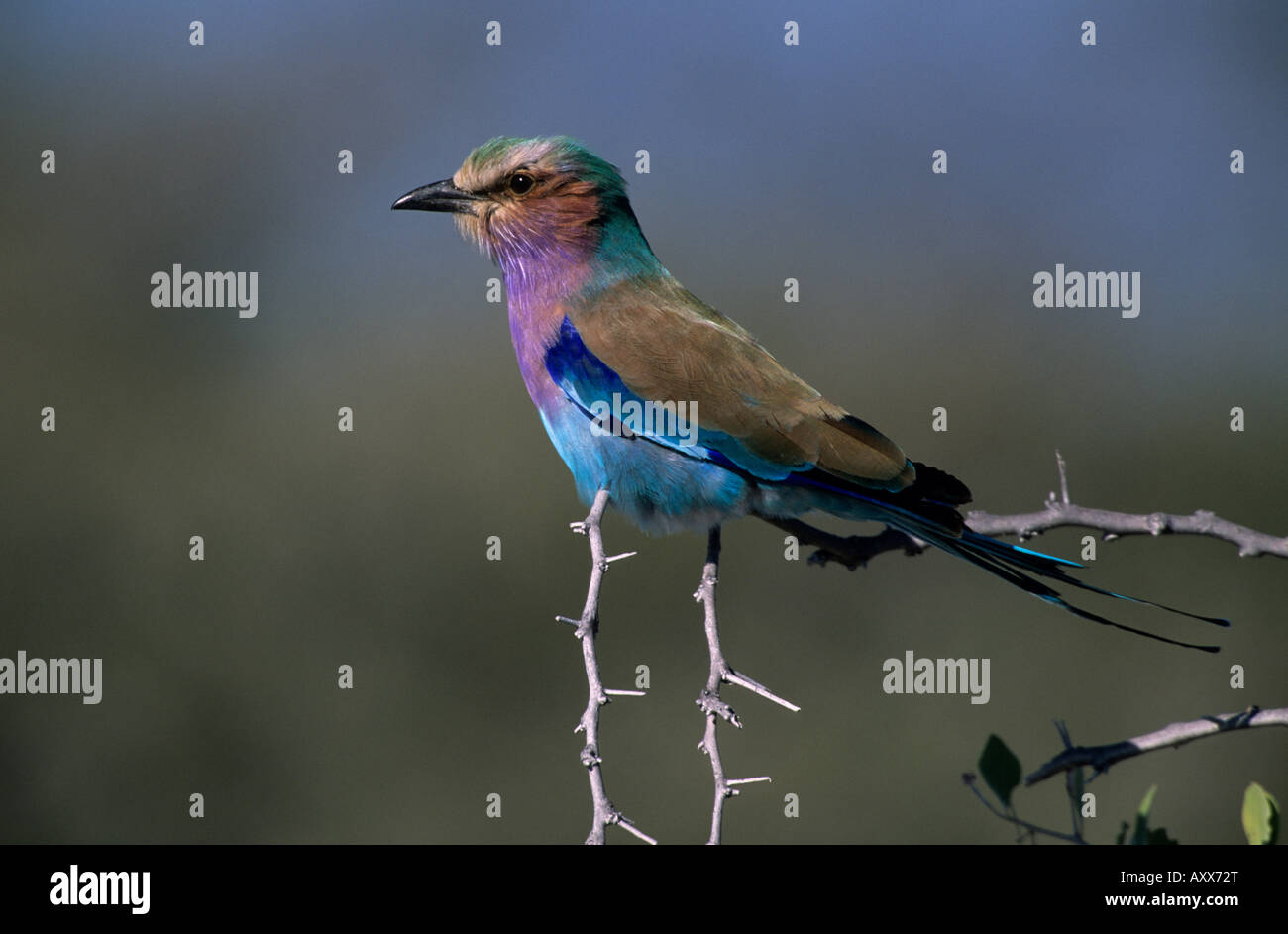 Lilac-brested Roller, Coracias caudata, Etoscha National Park, Namibia ...