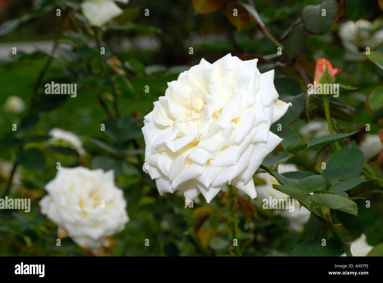 Polarstern rose rosa Stock Photo - Alamy