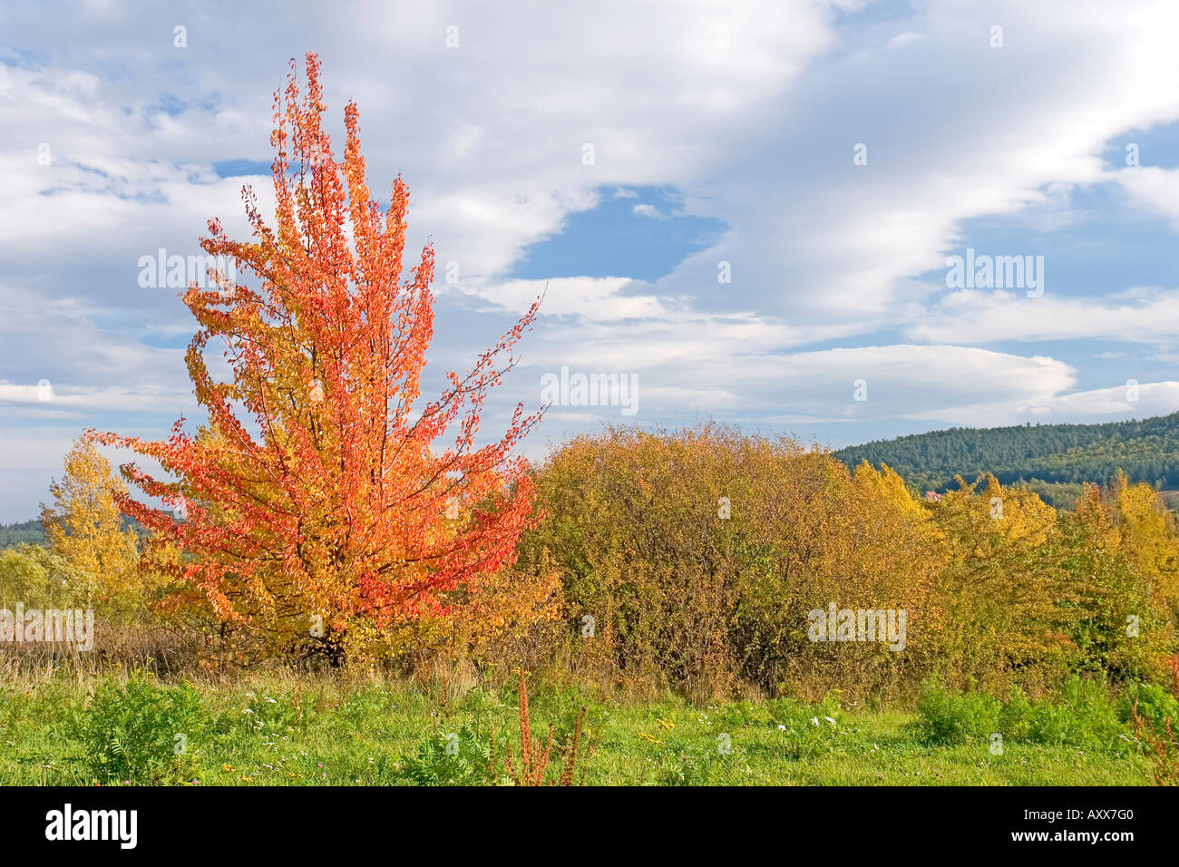 Pear tree turning red in autumn Pirus communis Stock Photo - Alamy