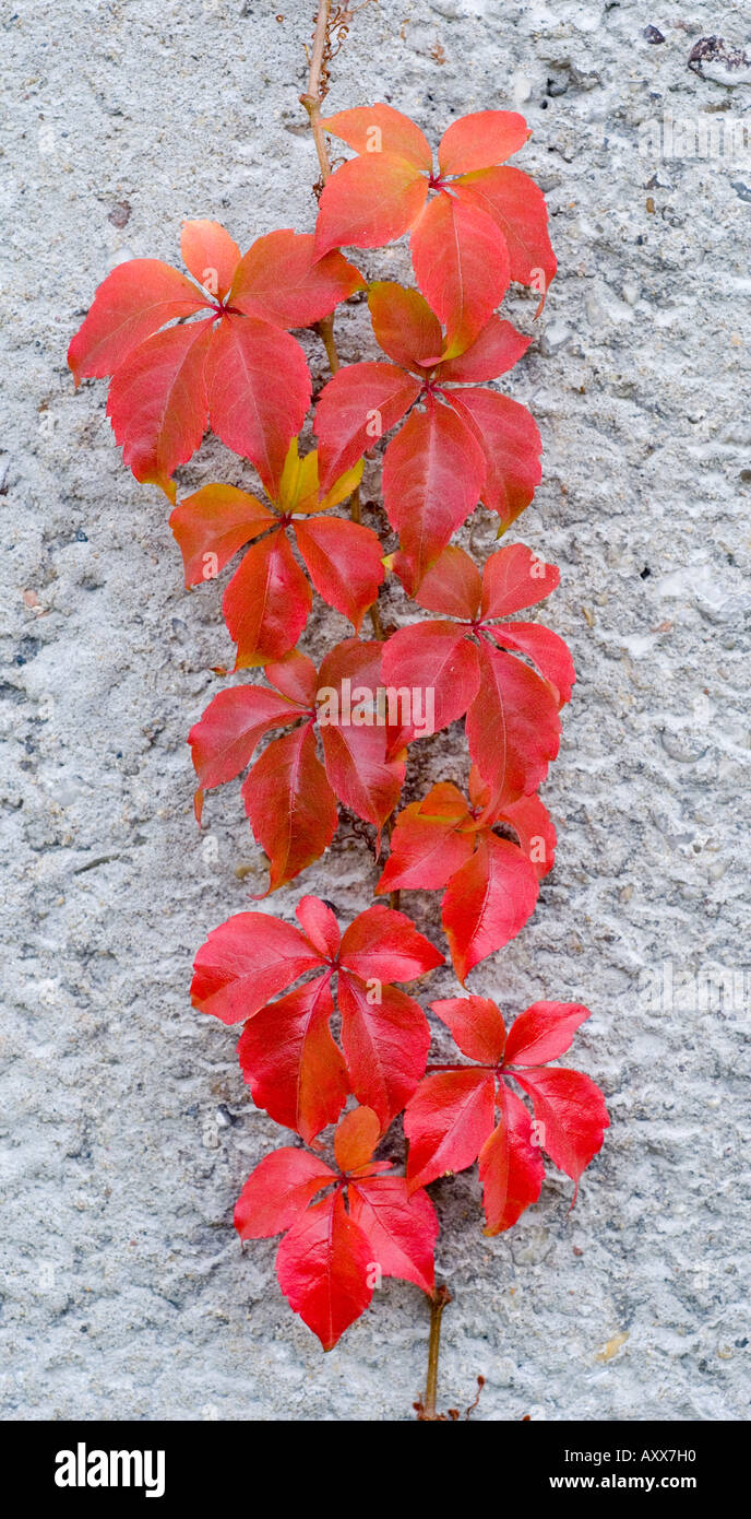Red Virginia creeper in autumn on the grey wall Parthenocissus ...