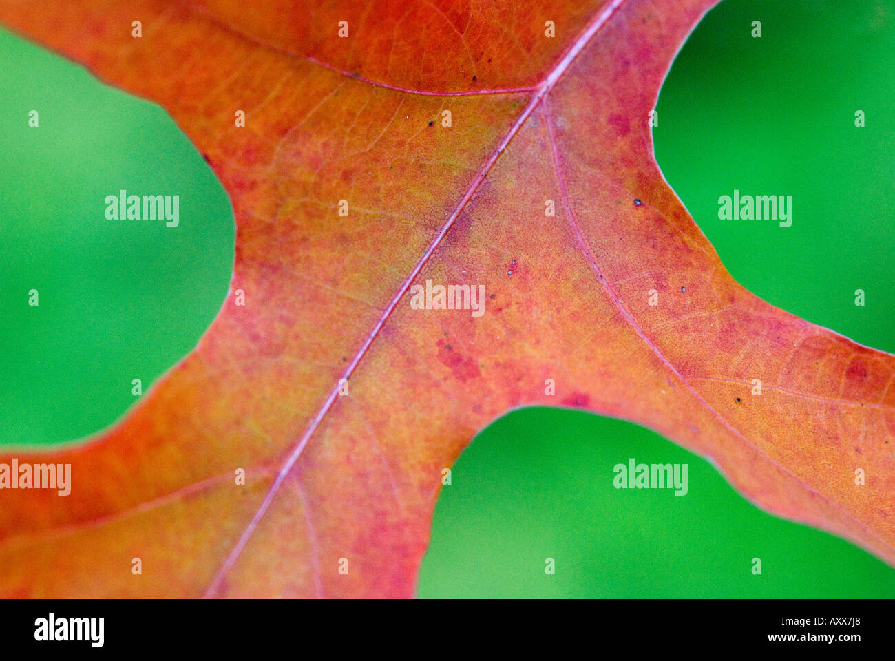 Red Pin oak tree leaf in autumn close up Quercus palustris Stock Photo ...