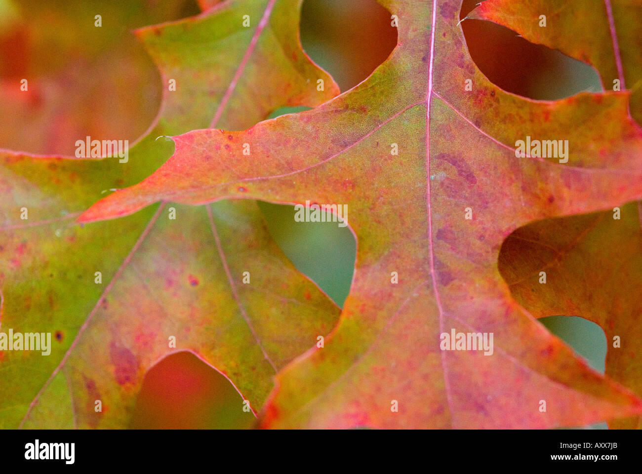 Red Pin oak tree leaves in autumn close up Quercus palustris Stock ...