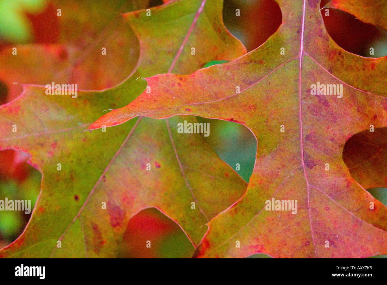 Red Pin oak tree leaves in autumn close up Quercus palustris Stock ...