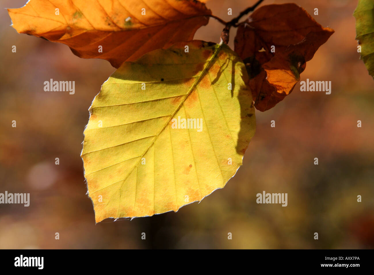 single beech tree leaf fagus sylvatica in autumn in Bavaria Germany ...