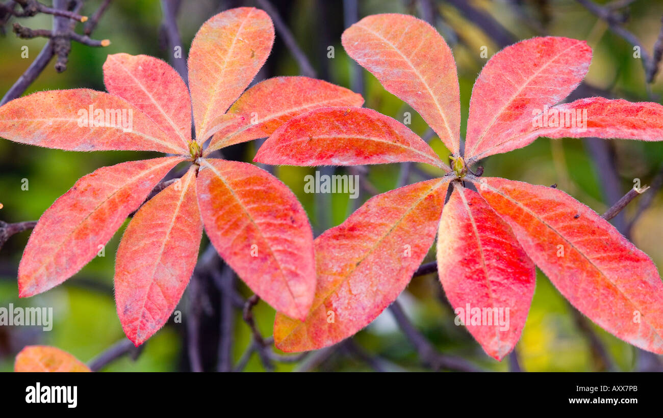 Rhododendron leaves turning red in autumn Stock Photo - Alamy