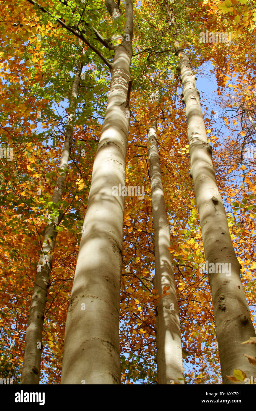 Group of tall beech trees fagus sylvatica in autumn in Bavaria Germany ...