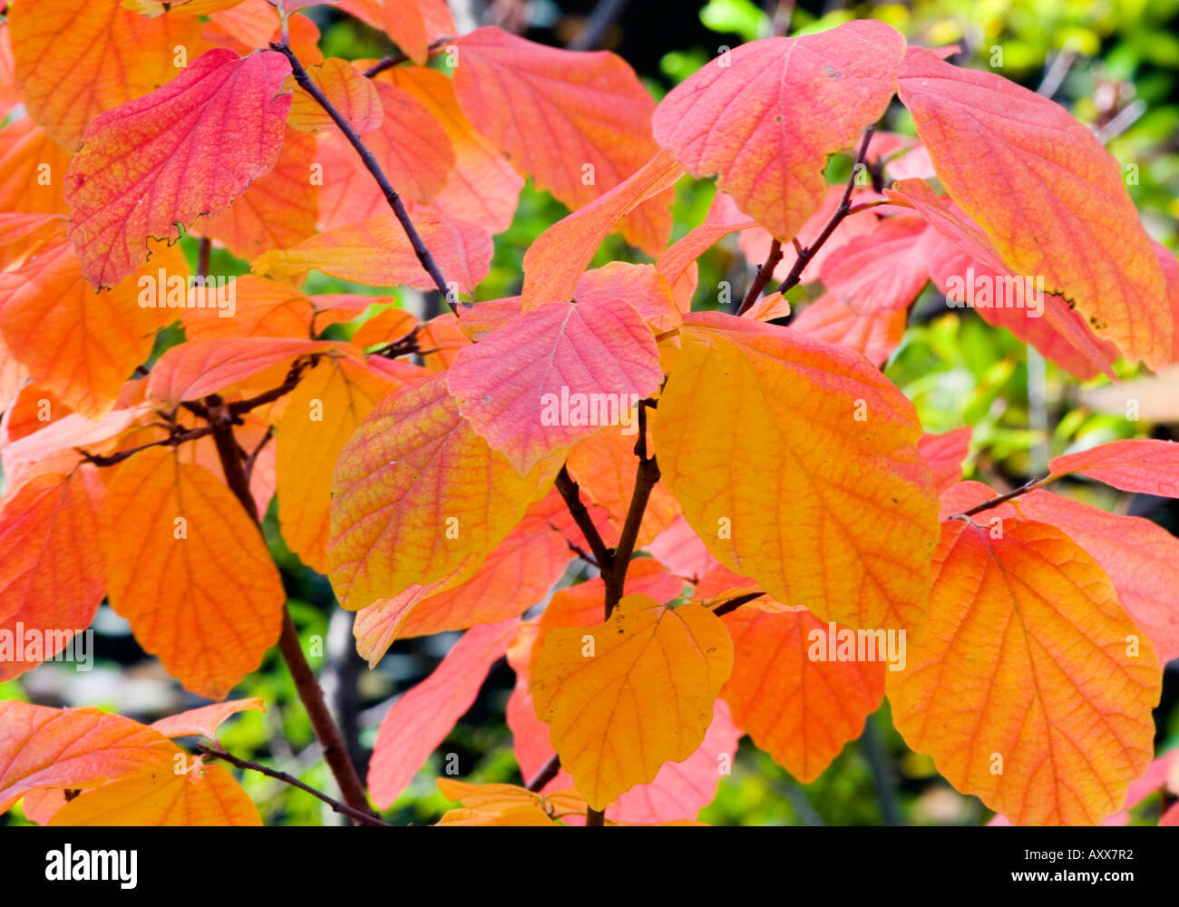 Hazel leaves turning red in autumn Stock Photo - Alamy