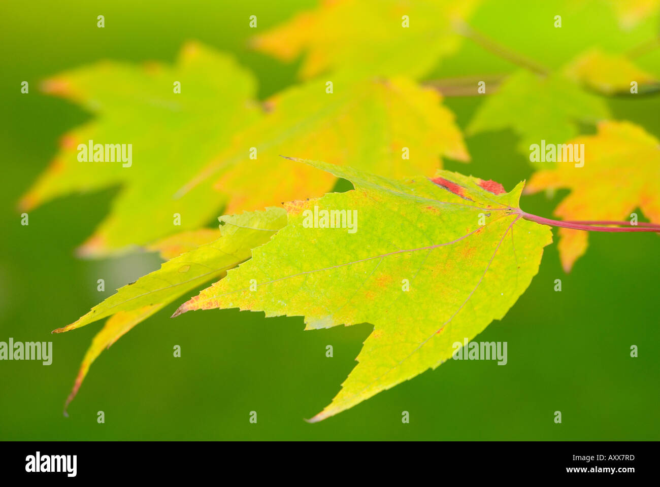 Red maple tree leaves in autumn Acer rubrum Stock Photo - Alamy
