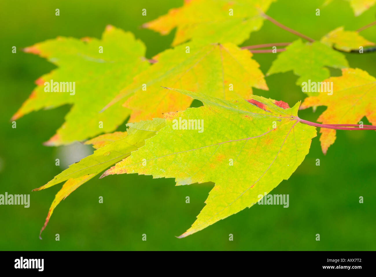 Acer rubrum maple leaves hi-res stock photography and images - Alamy