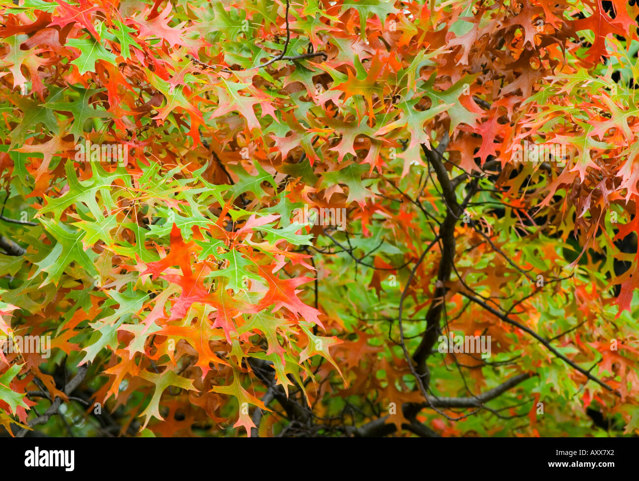 Pin oak tree leaves turning red in autumn Quercus palustris Stock Photo ...