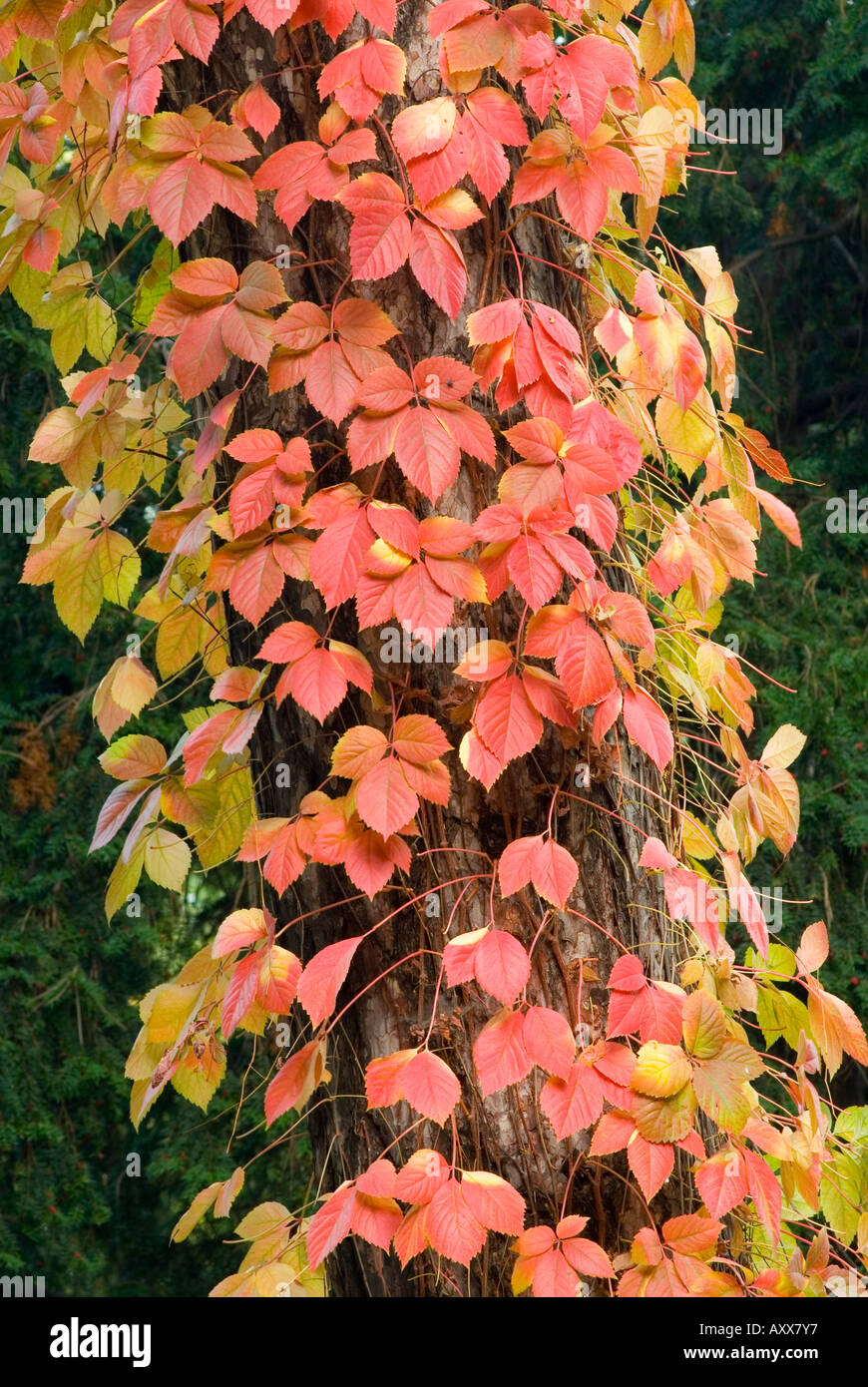Virginia creeper leaves turning red and yelllow in autumn ...