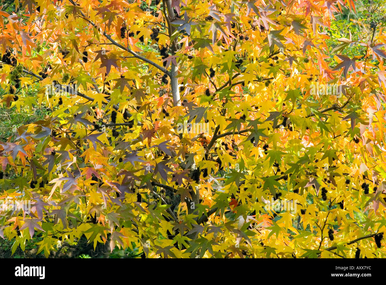 Sweet gum tree leaves turning yellow and red in autumn Liquidambar ...