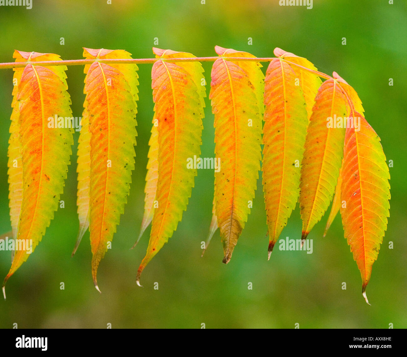 Staghorn sumac leaves turning red in autumn Rhus typhina Stock Photo ...