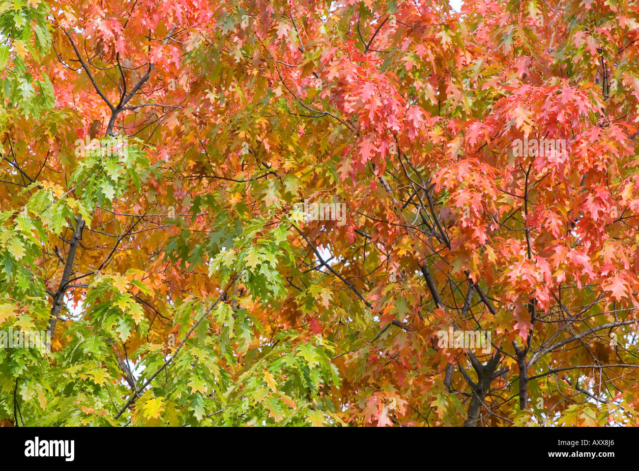 Pin oak tree leaves turning red in autumn Quercus palustris Stock Photo ...